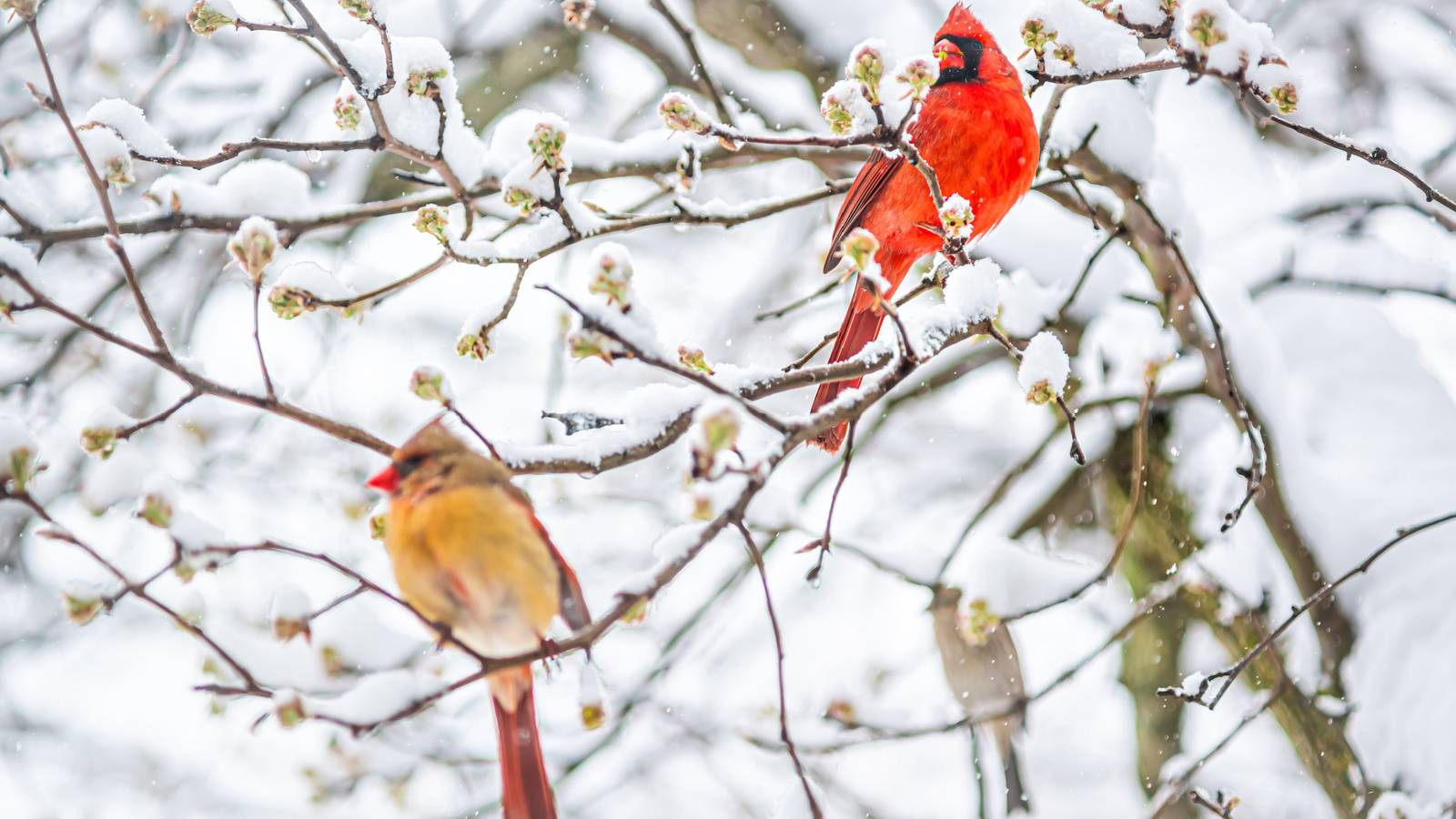 Keep Cardinals Coming Back To Your Backyard This Winter With These 6 Tips