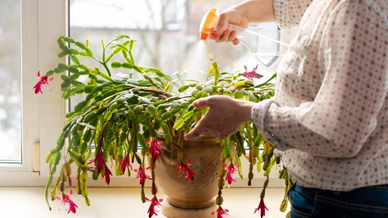 Revitalize Your Christmas Cactus: The Wonders of Hydrogen Peroxide