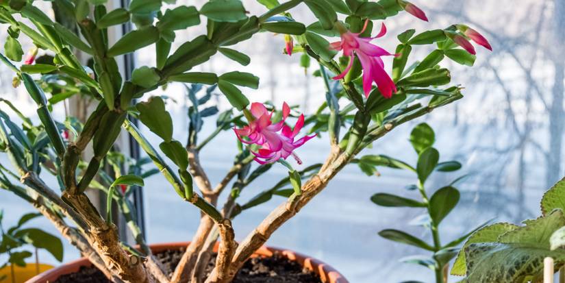 How Often To Water Christmas Cactus Plants: Seasonal Tips