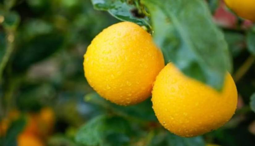How to Fertilize Meyer Lemon Trees