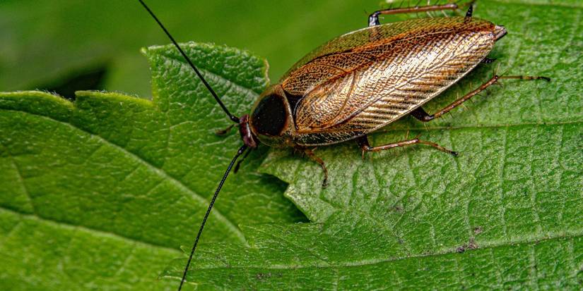 Unconventional Valentine's Gift: Name a Cockroach for Love and Fun