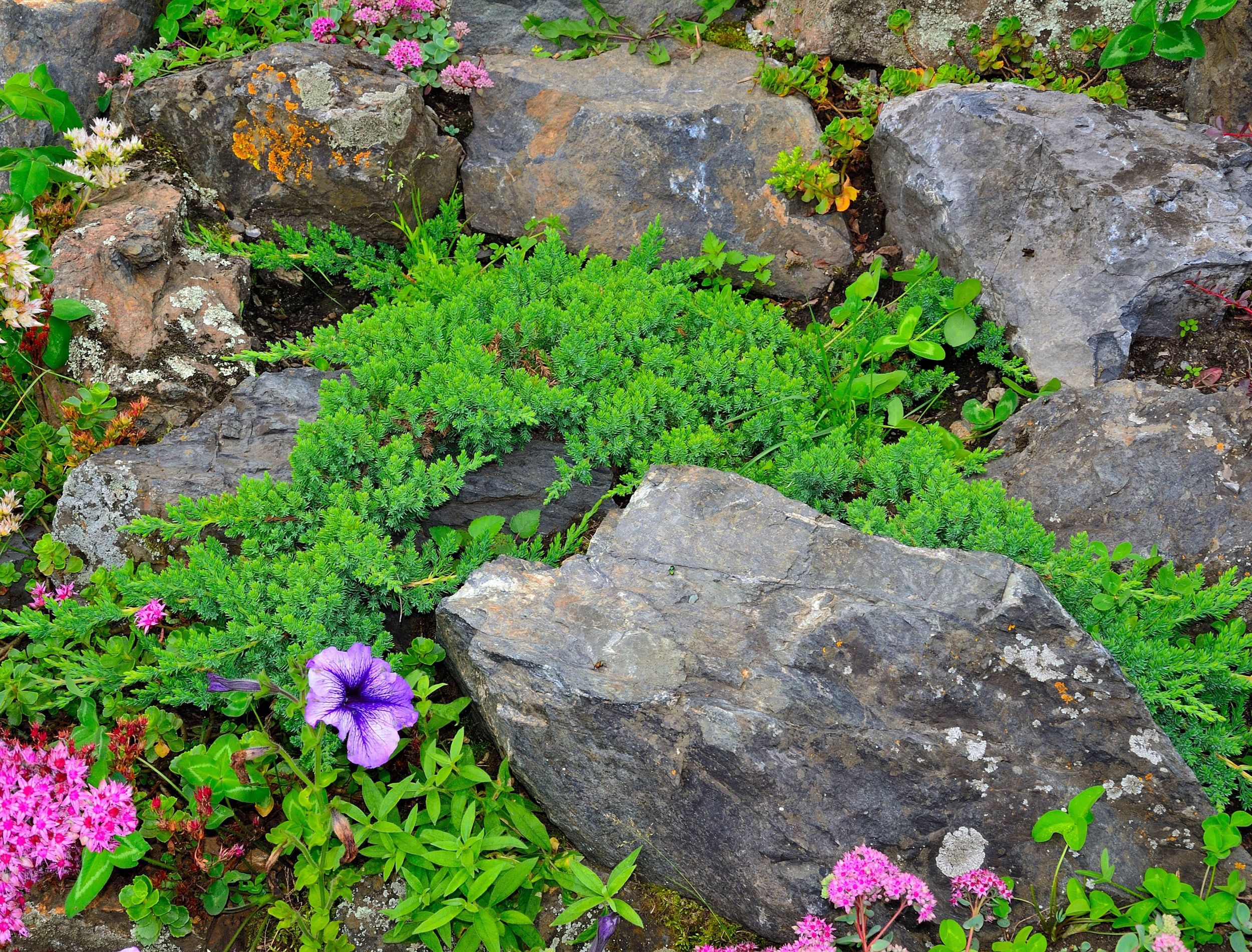 Discover 7 Captivating Creeping Juniper Varieties