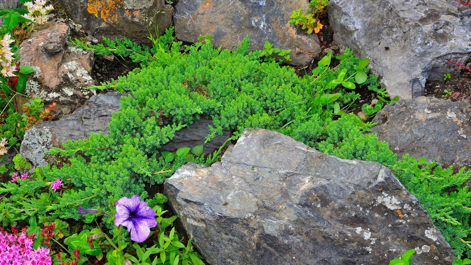 Discover 7 Captivating Creeping Juniper Varieties