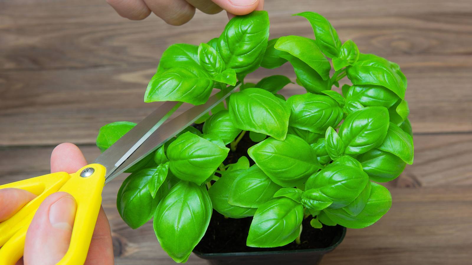 How to Propagate Basil From Cuttings: 5 Easy to Follow Steps