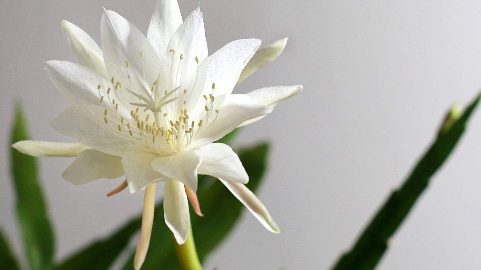When Do Fishbone Cactus Houseplants Bloom?