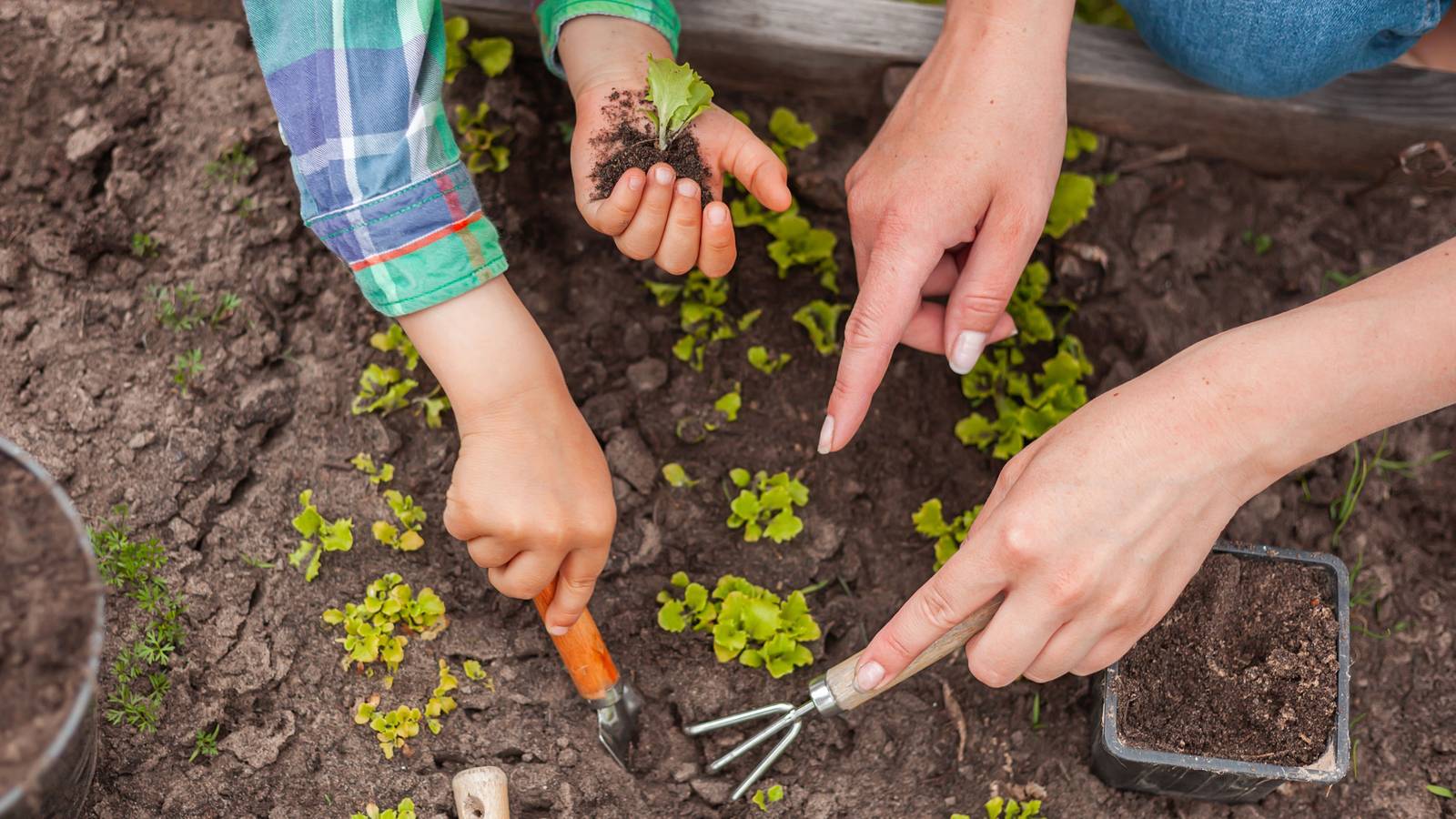 Everything You Need To Know When Planting Your Vegetable Garden
