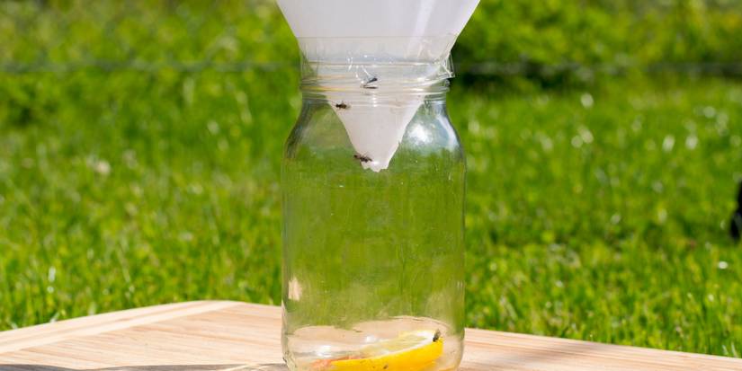 Natural Fly Control: Easy DIY Traps That Actually Work