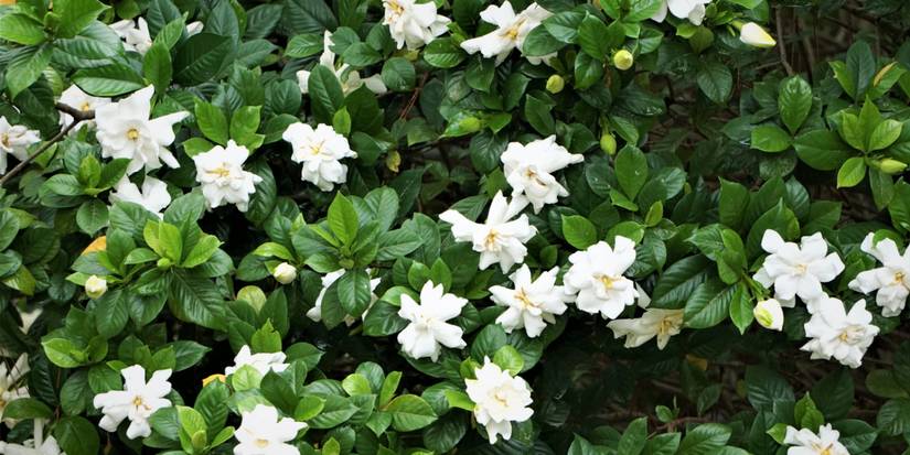 Fill Your Landscape With Fragrant Evergreen Shrubs