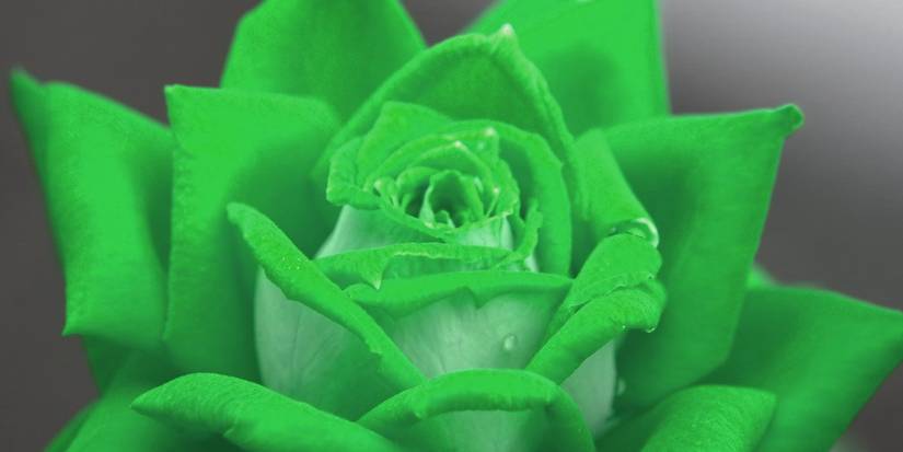 Discovering the Charm of Thornless Roses