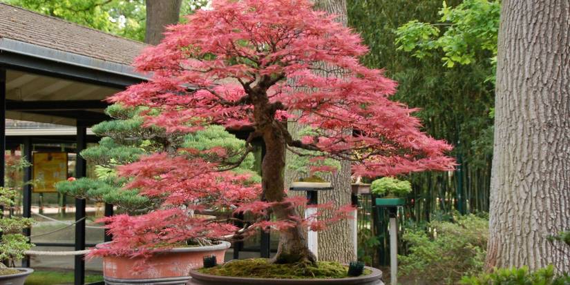 8 Creative Ideas to Design a Japanese Garden