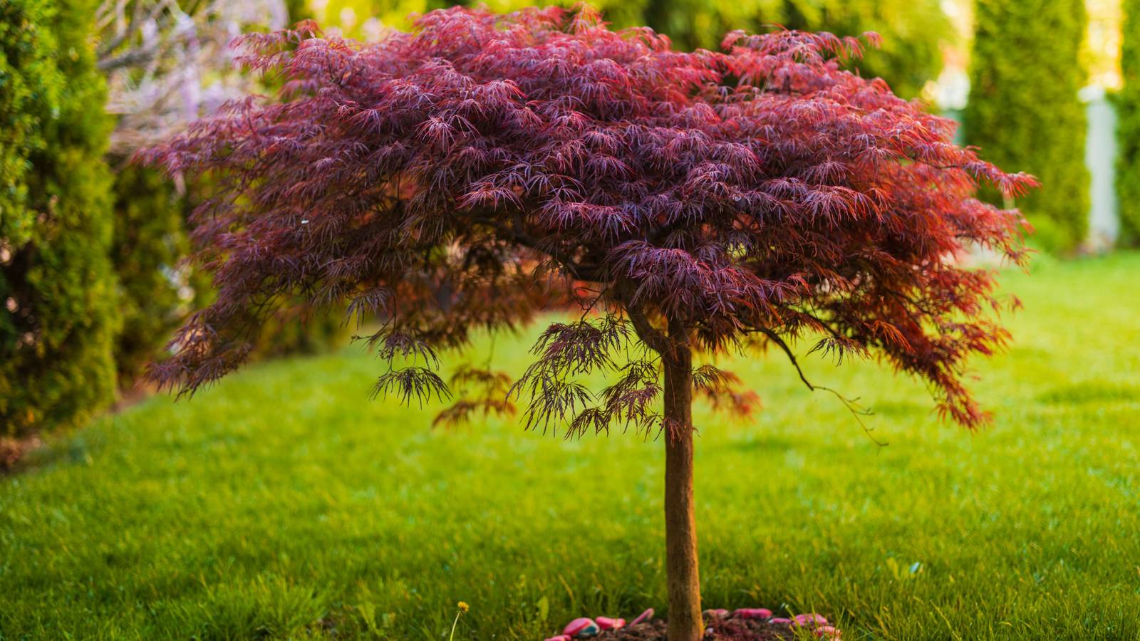 8 Japanese Maple Tree Care Growing Tips