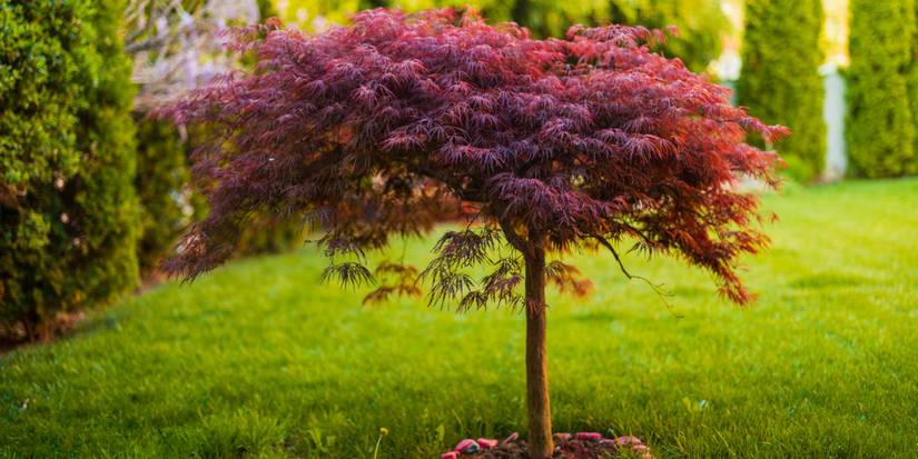 7 Stunning Plants to Create Eye-Catching Garden Focal Points
