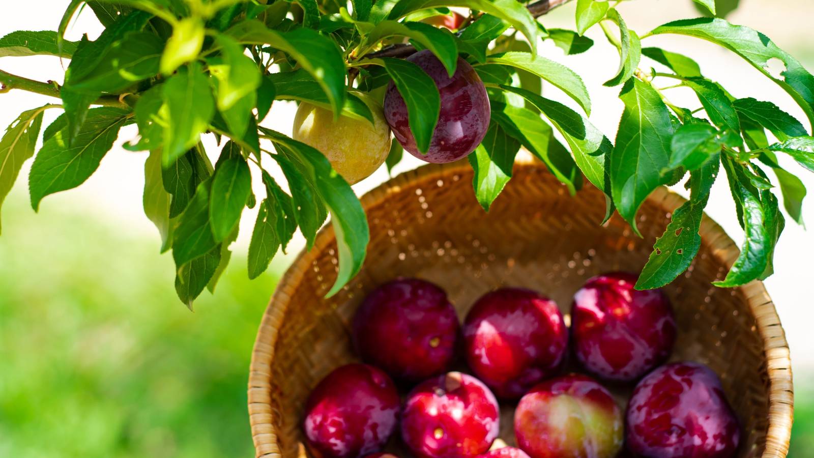 How to Grow the Japanese Plum Tree: A Guide