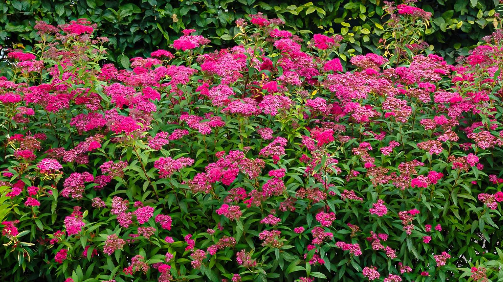5 Best Spirea Bushes for Your Garden Landscape