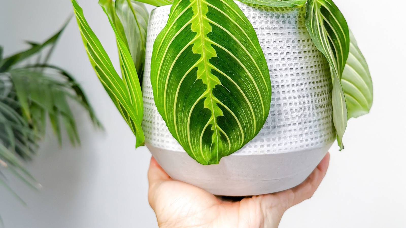 Lemon Lime Prayer Plant Care: A Guide