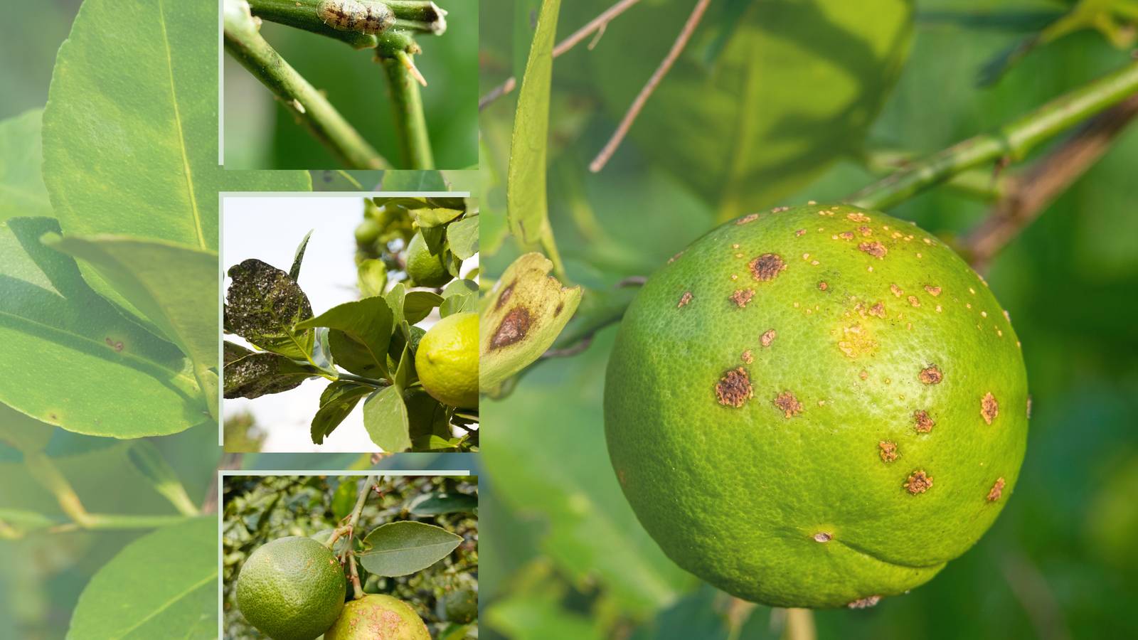 4 Common Lemon Tree Diseases to Watch for