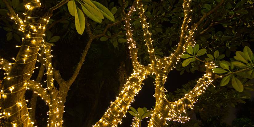 Wrapping Your Trees With Outdoor Lights: How to Get It Right