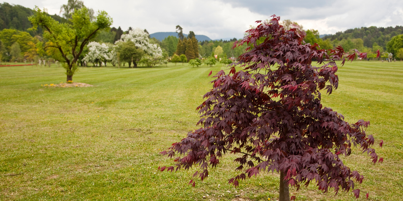 8 Japanese Maple Tree Care Growing Tips