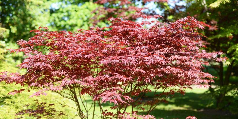 Caring for the Bloodgood Japanese Maple: A Guide