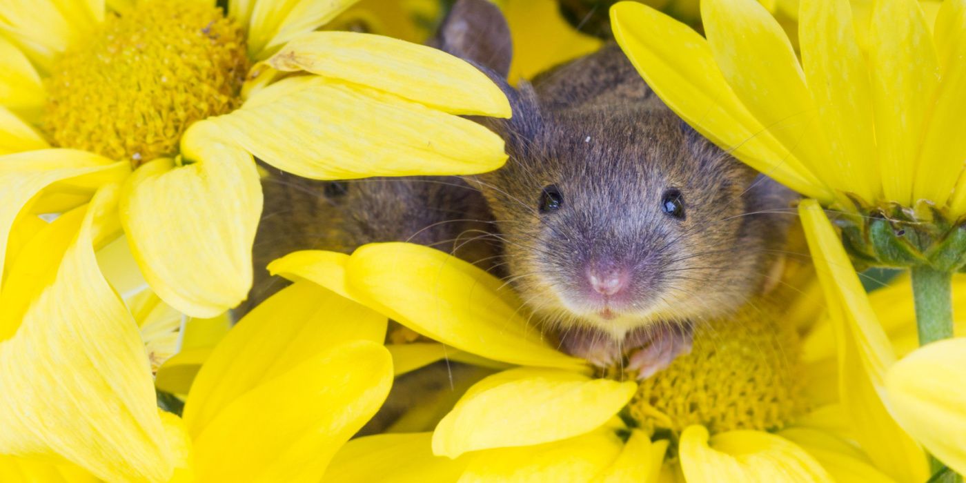 3 Rodents You May Spot in Your Garden