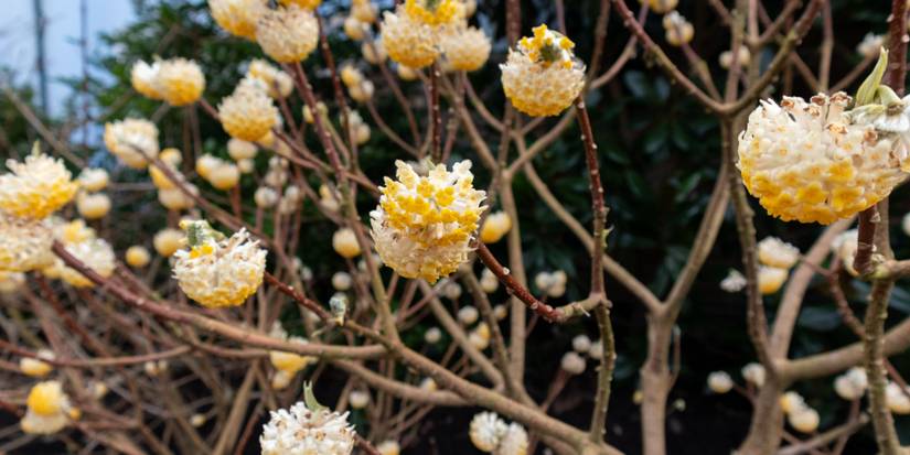 Fill Your Landscape With Fragrant Evergreen Shrubs