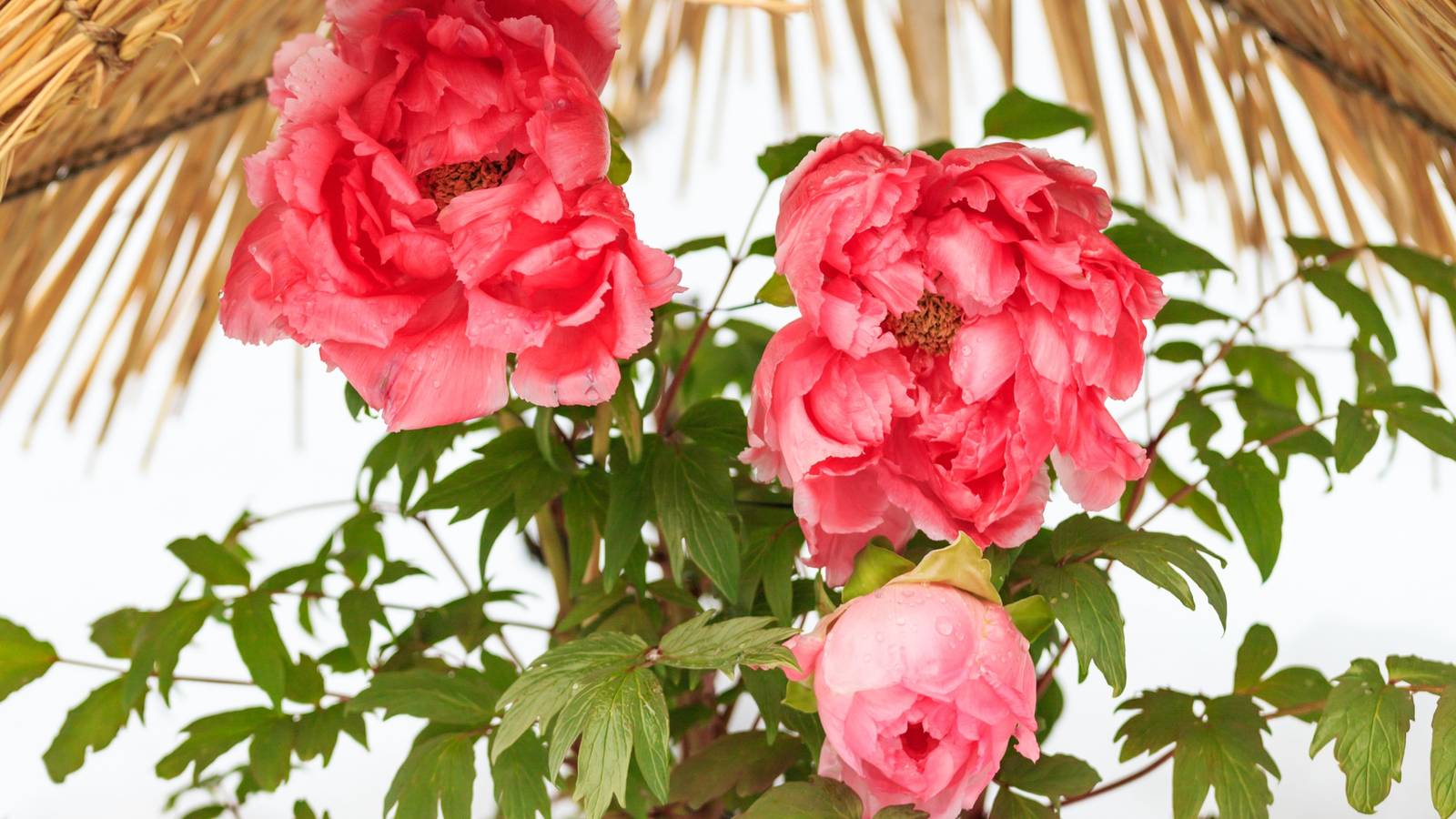 Winterizing Your Peonies in the Winter