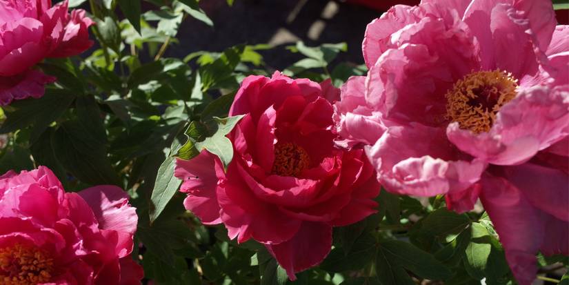 Winterizing Your Peonies in the Winter