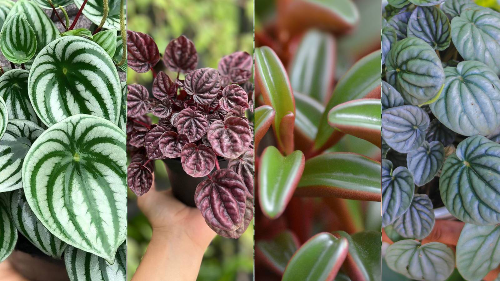 The Best Peperomia Plants to Grow in Your Home