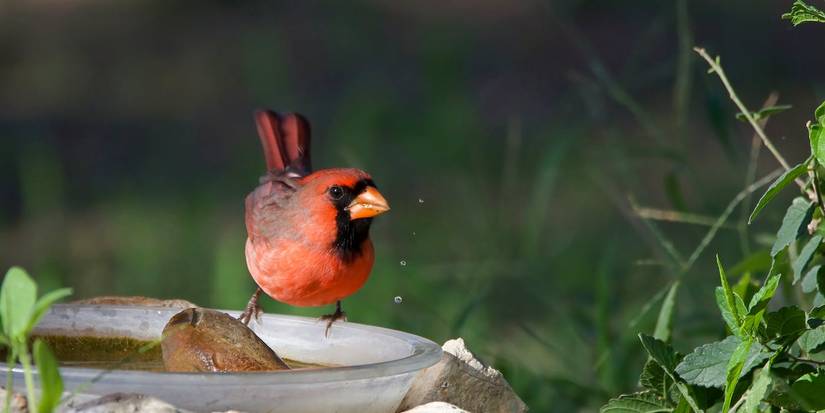 Keep Cardinals Coming Back To Your Backyard This Winter With These 6 Tips