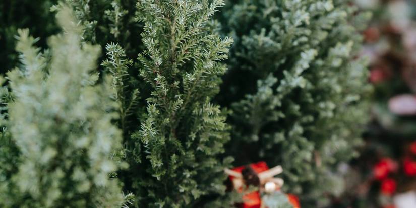 How to Grow and Care for Junipers in Your Garden