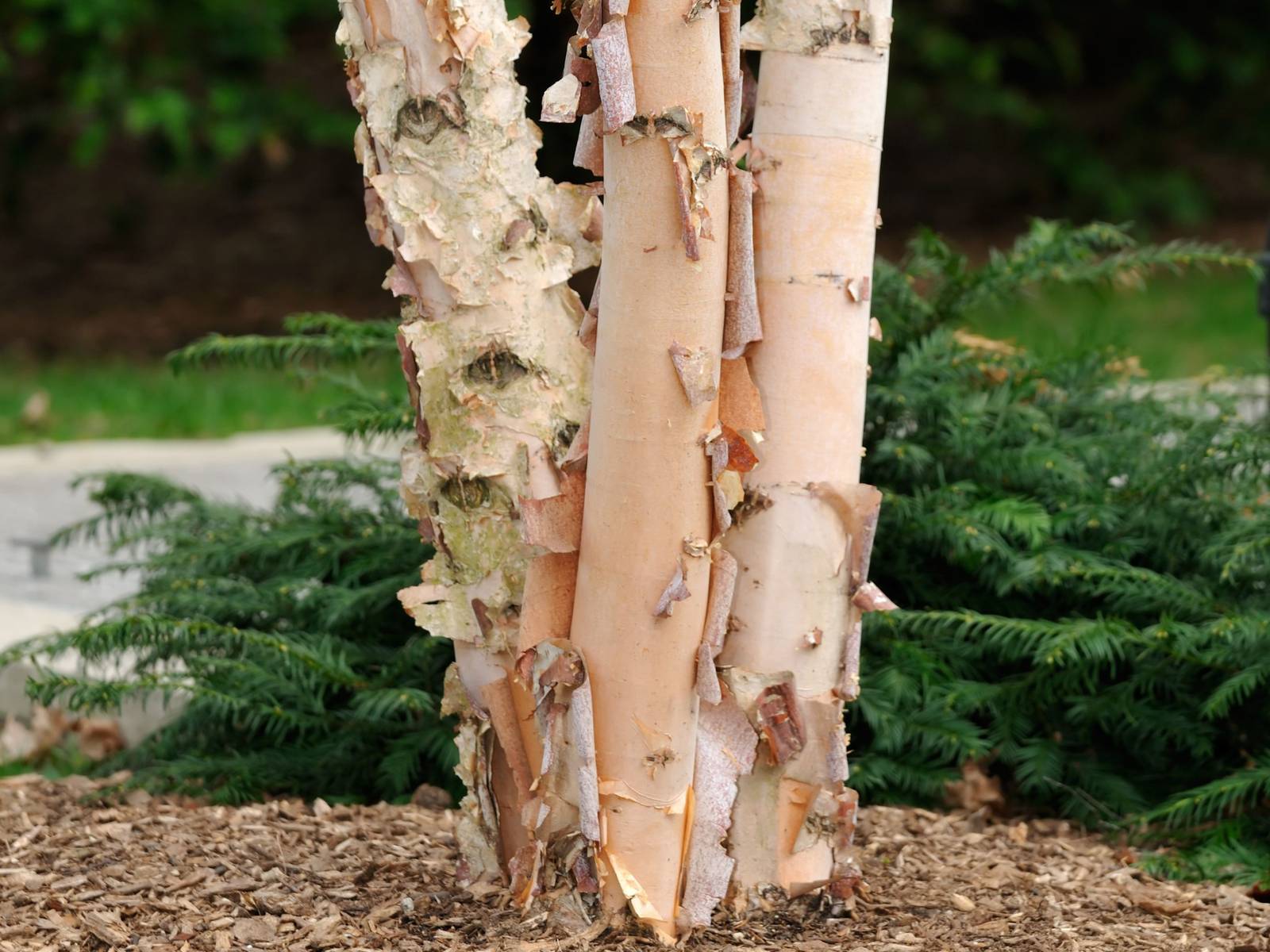Bark Tree Trunk Trees