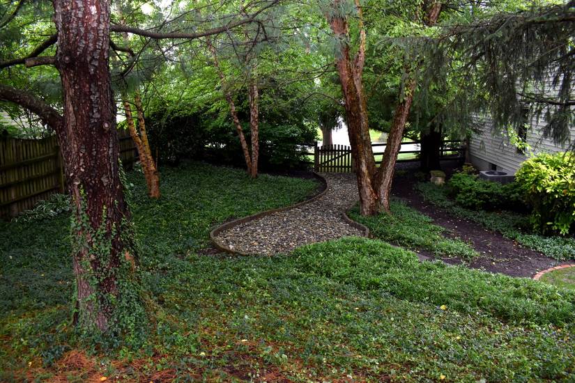 River Birch Tree: Grow and Care Guide