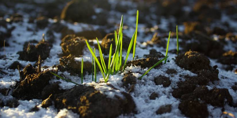 What Are the Best Types of Grass For Your Lawn?