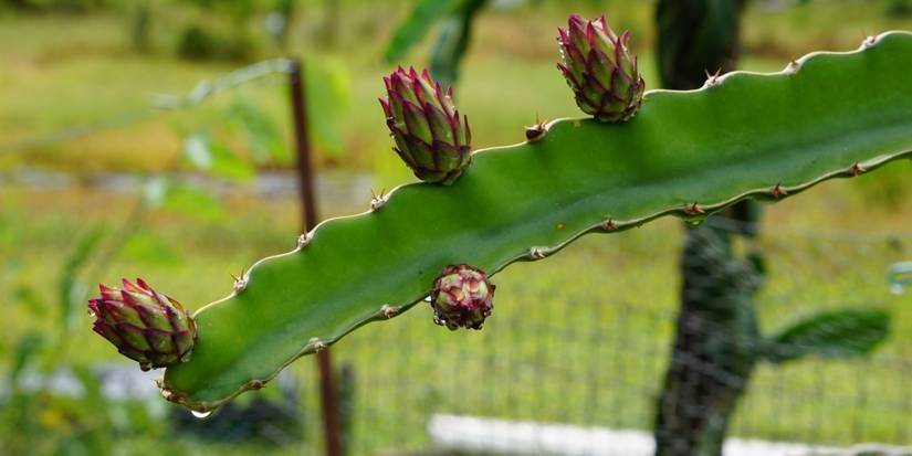 How to Grow the Dragon Fruit Cactus