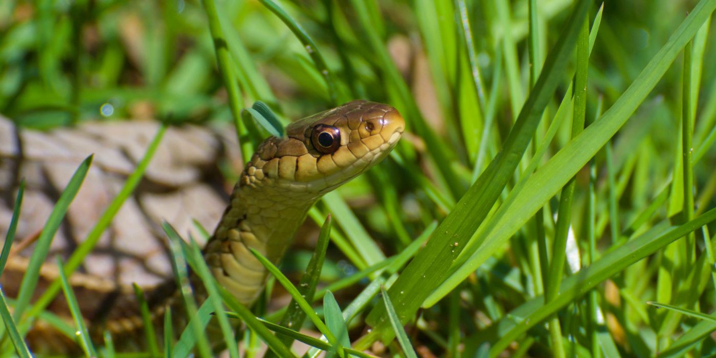 Why Snakes Are Vital for a Healthy Ecosystem