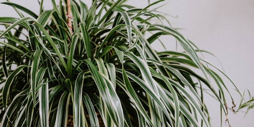 Adaptable Plants: 8 Options That Are Perfect for Indoors and Outdoors