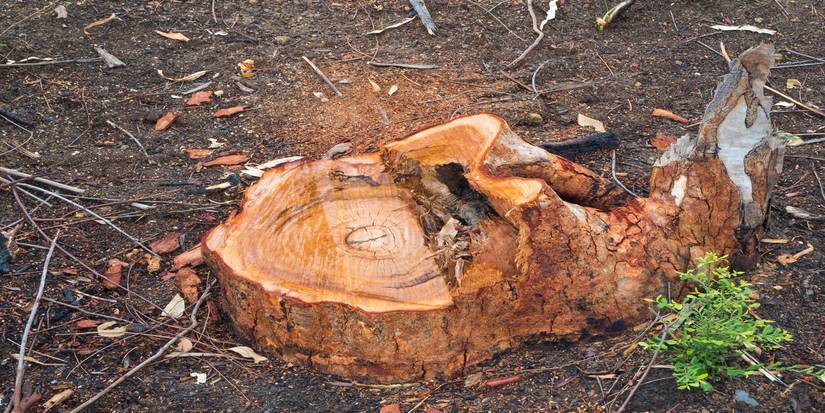 4 Factors that Determine Stump Grinding Cost