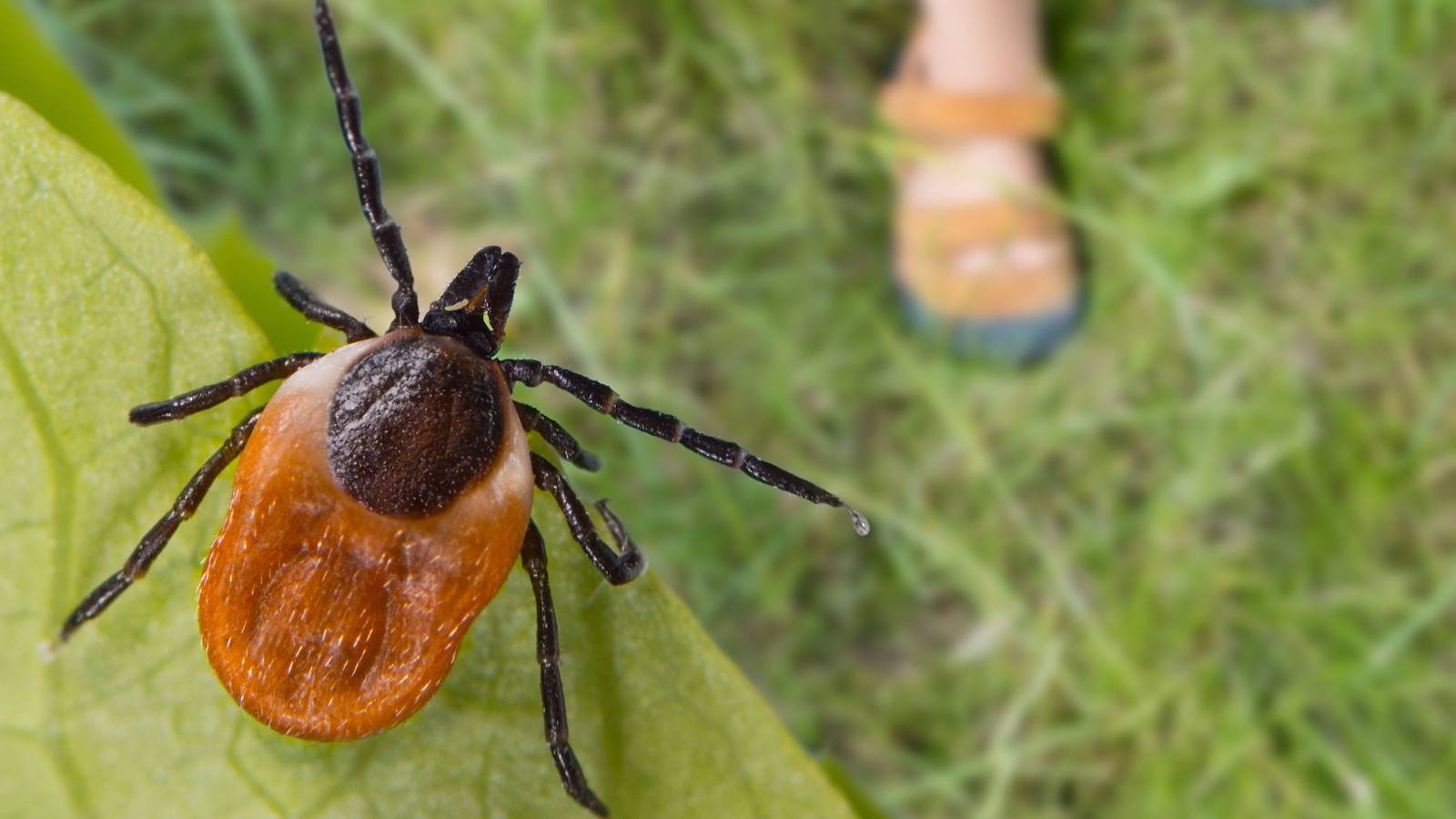 The Yard Mistake That Attracts Ticks and Pests