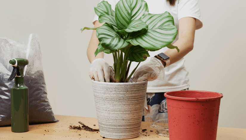 Round-Leaf Houseplants: 9 Options To Add To Your Indoor Garden