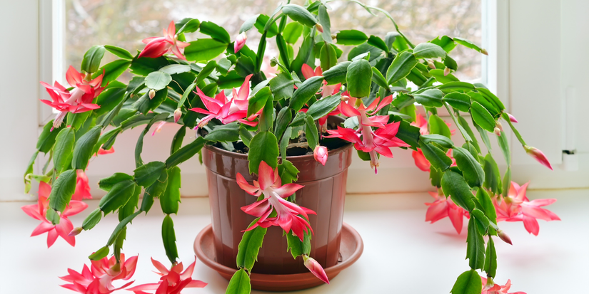 8 Festive Houseplants for a Lush Christmas Display