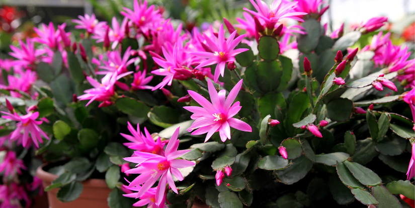 How to Grow Holiday Cactus: Easter, Thanksgiving, and Christmas