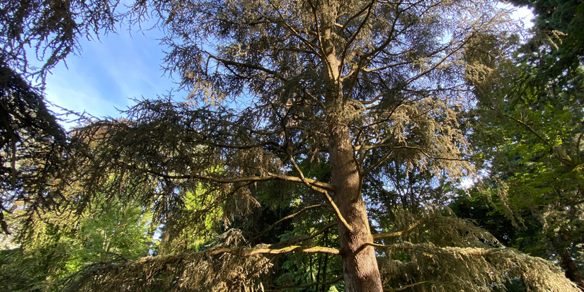 Learn How To Grow the Blue Atlas Cedar Tree