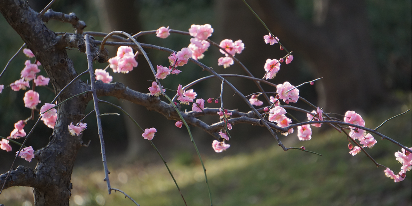 How to Grow the Japanese Plum Tree: A Guide