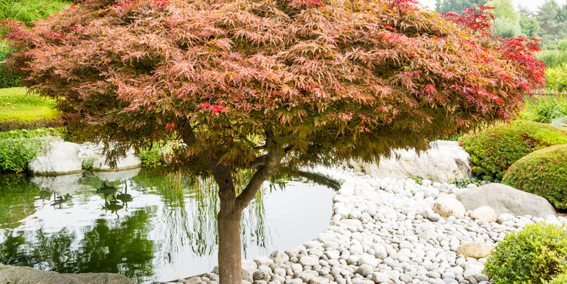 8 Japanese Maple Tree Care Growing Tips