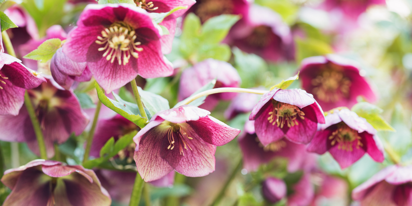 6 Must-Have Early Bloomers to Brighten Your Garden