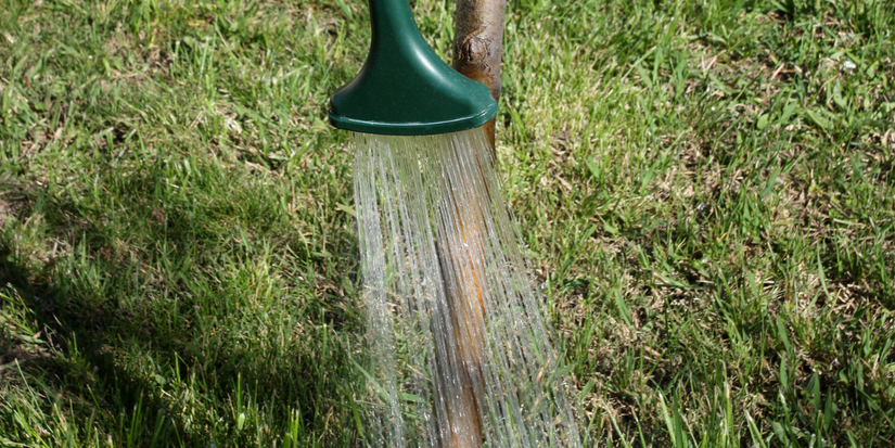 Creative Garden Ideas: Repurpose An Old Tree Stump