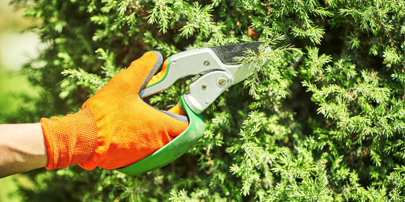 Shaping Shrubs and Bushes: Create a Stunning Landscape Design