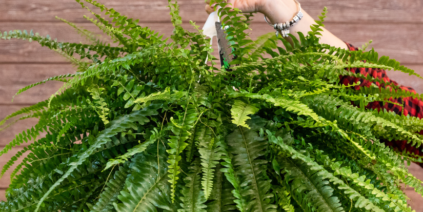 Stunning Cascading Plants for a Waterfall Effect in the Garden