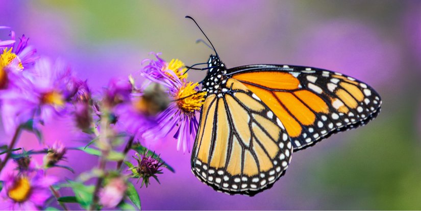 Spring Garden Splendor: A Butterfly Species Showcase