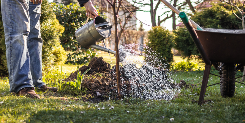 Essential Tree Care Tips For a Thriving Landscape